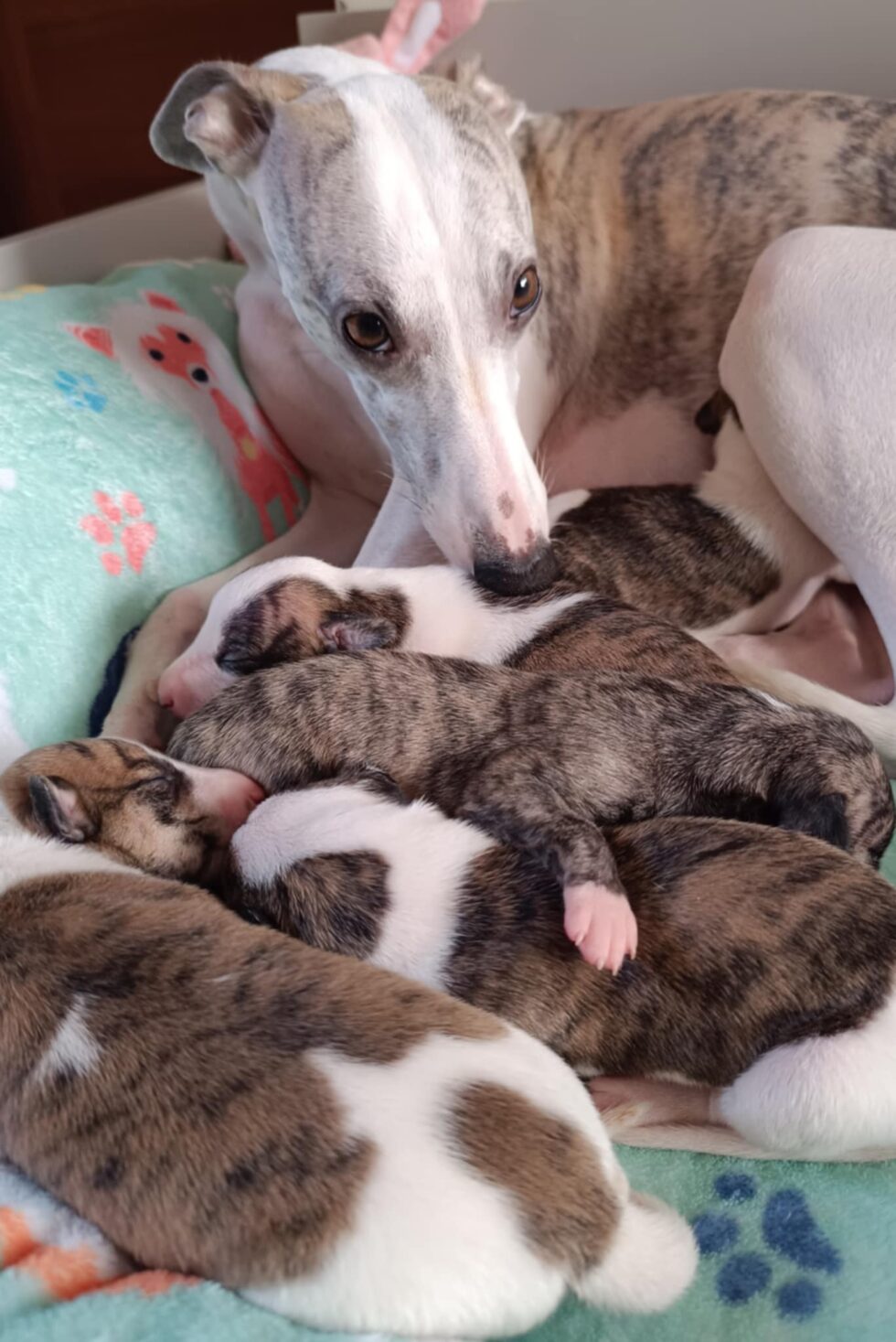 Smiltys Cherry Blossom nauja vada